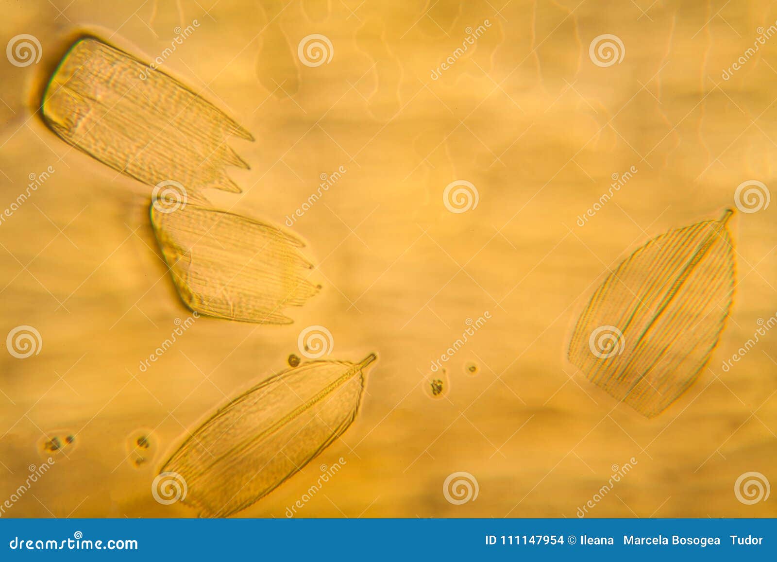Microscopic View of Moth Wing Stock Photo - Image of ornate, animal ...