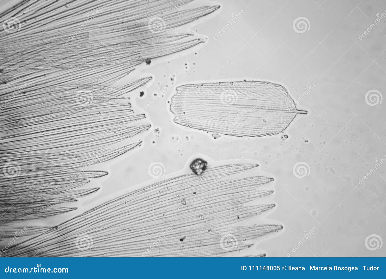 Microscopic View of Moth Wing Stock Image - Image of ornate, nature ...