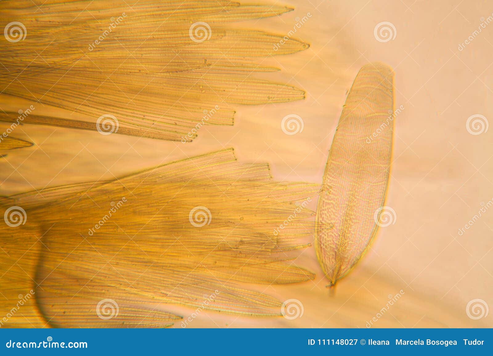 Microscopic View of Moth Wing Stock Image - Image of close ...