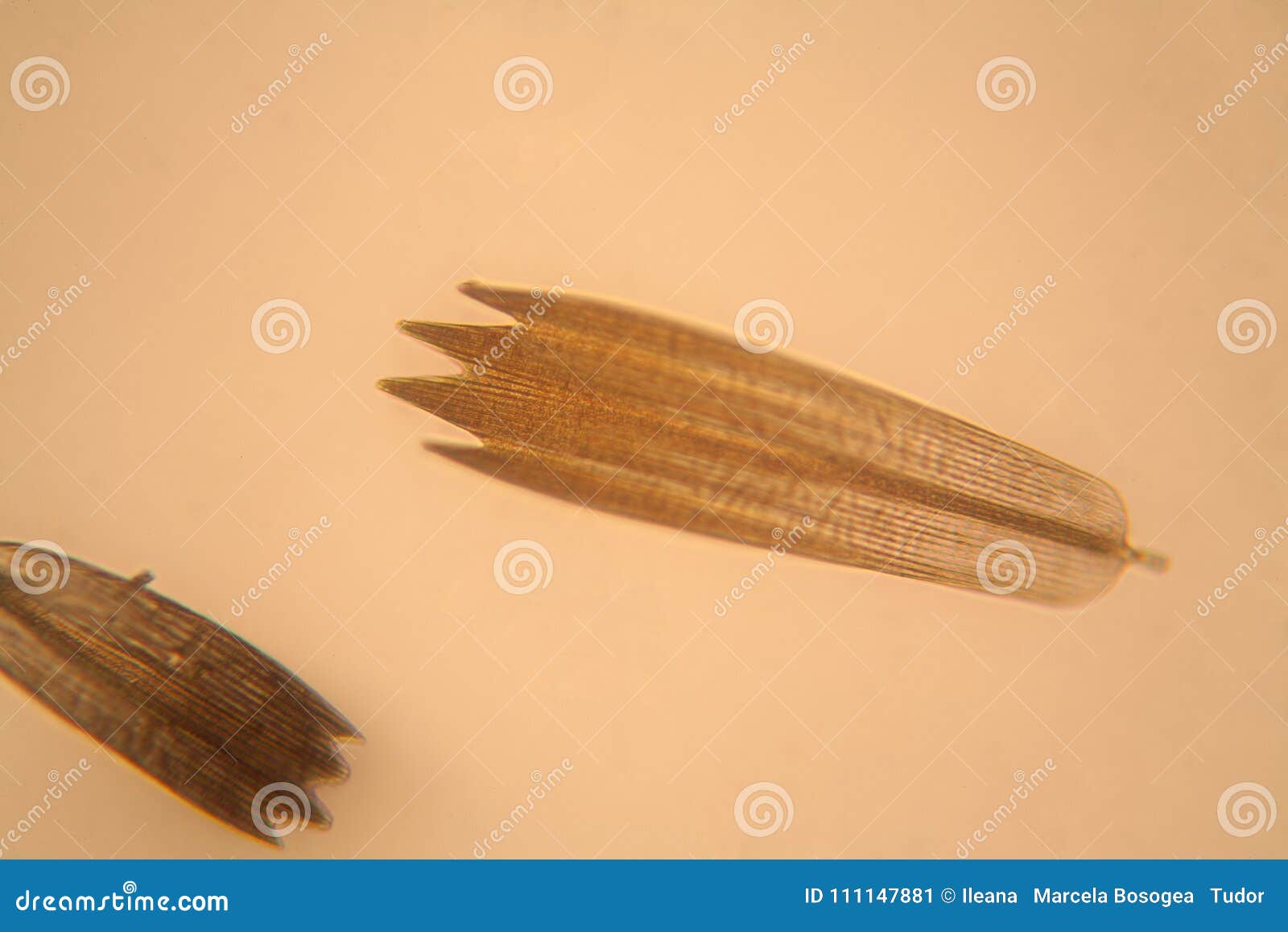 Microscopic View of Moth Wing Stock Image - Image of nature ...