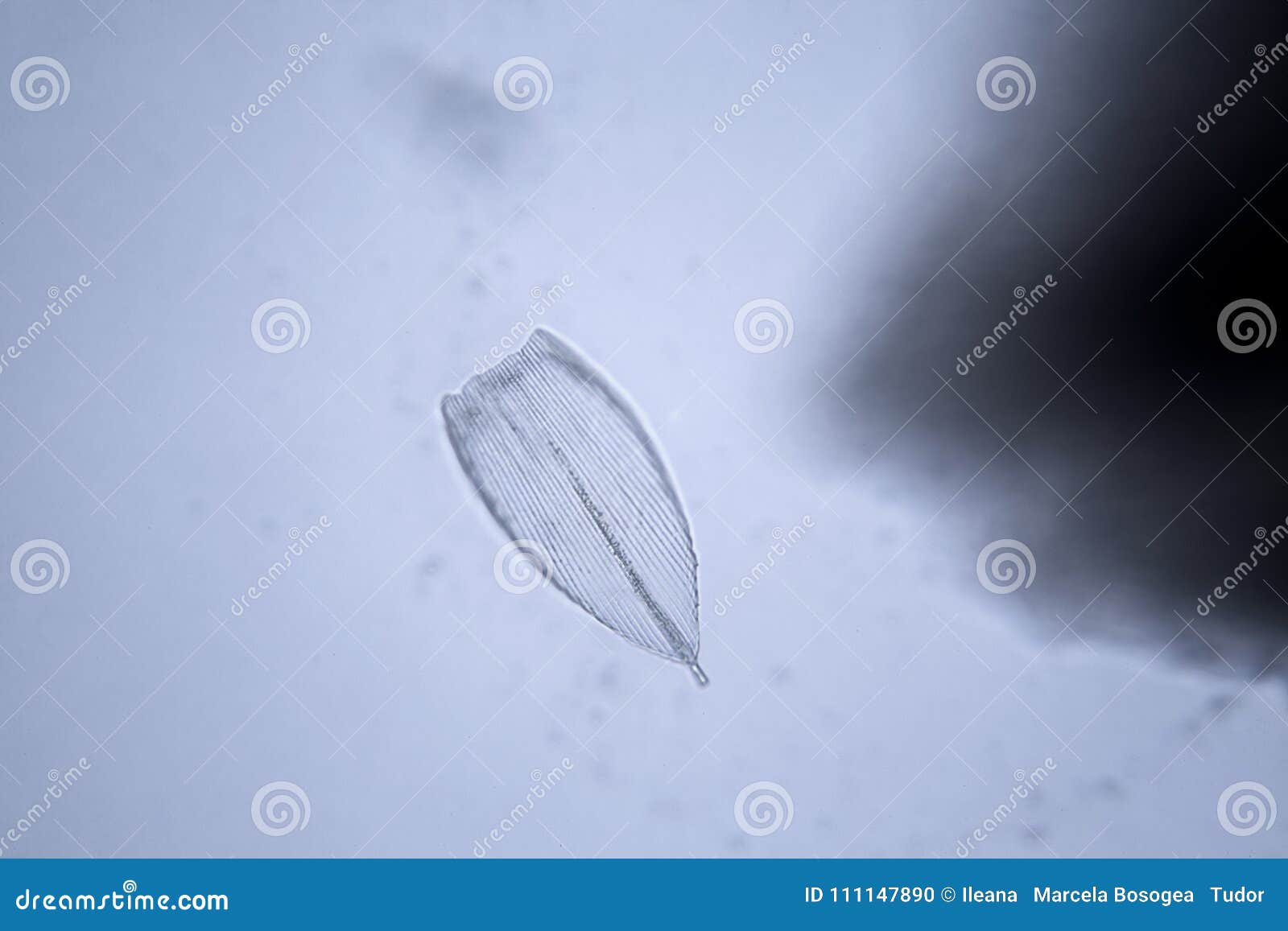 Microscopic View of Moth Wing Stock Photo - Image of colored, insect ...