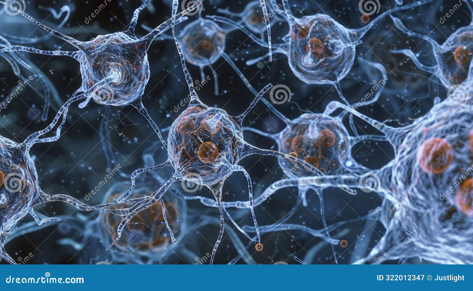 A Microscopic View of Neural Precursor Cells Undergoing Mitosis ...