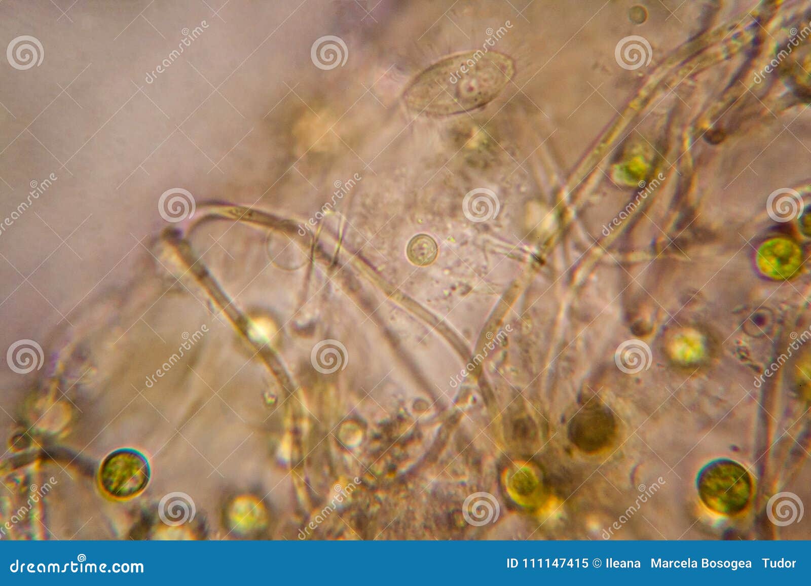 Microscopic Organisms In Water