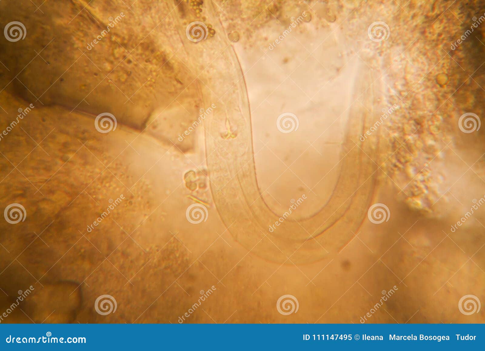 Microscopic Organisms In Water