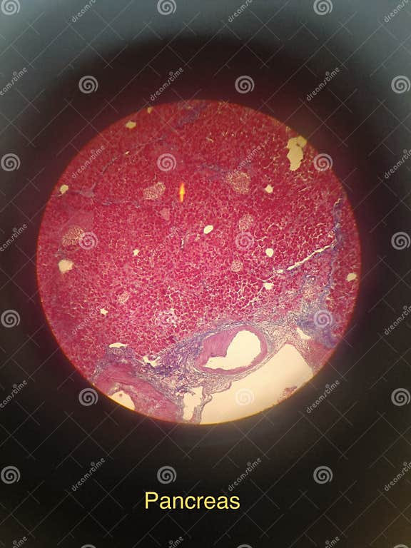 Microscopic View of Pancreas Stock Image - Image of captured, work ...