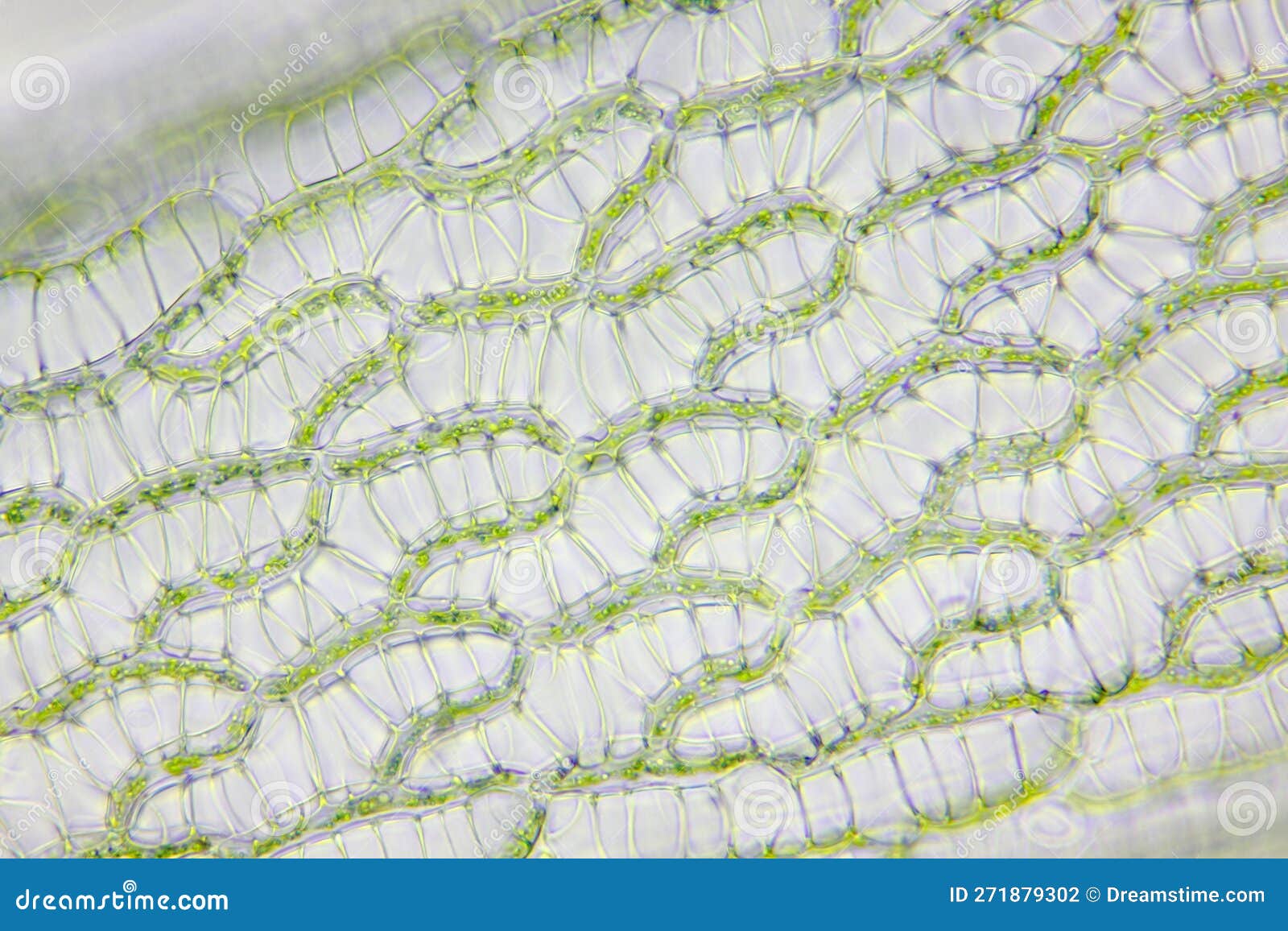 Microscopic View of Peat Moss (Sphagnum) Leaf Detail Stock Photo ... Microscopic View of Peat Moss (Sphagnum) Leaf Detail Stock Photo ...