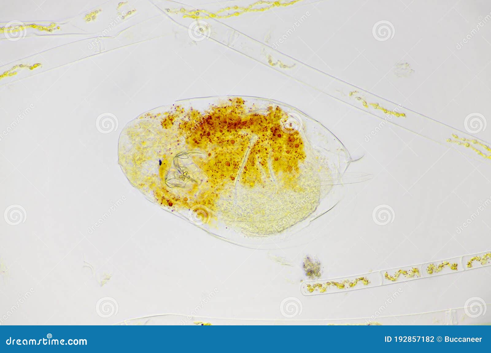 Microscopic View of Planktonic Wheel Animal Rotifer Stock Photo - Image ...