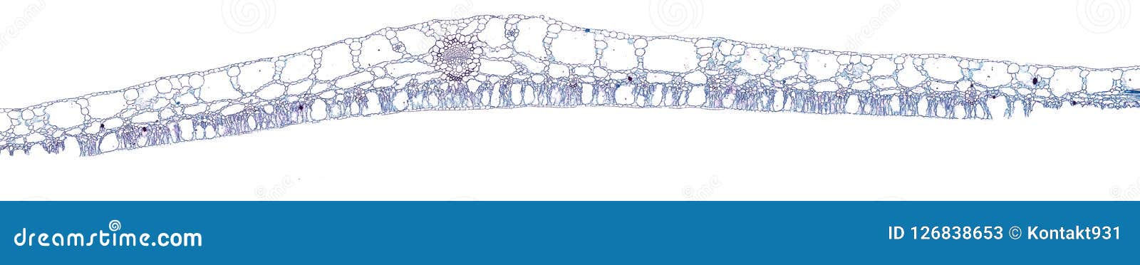 Microscopic Cross Section Cut of a Leaf Under the Microscope Stock ...