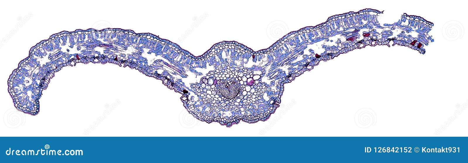 Microscopic Cross Section Cut of a Leaf Under the Microscope Stock ...