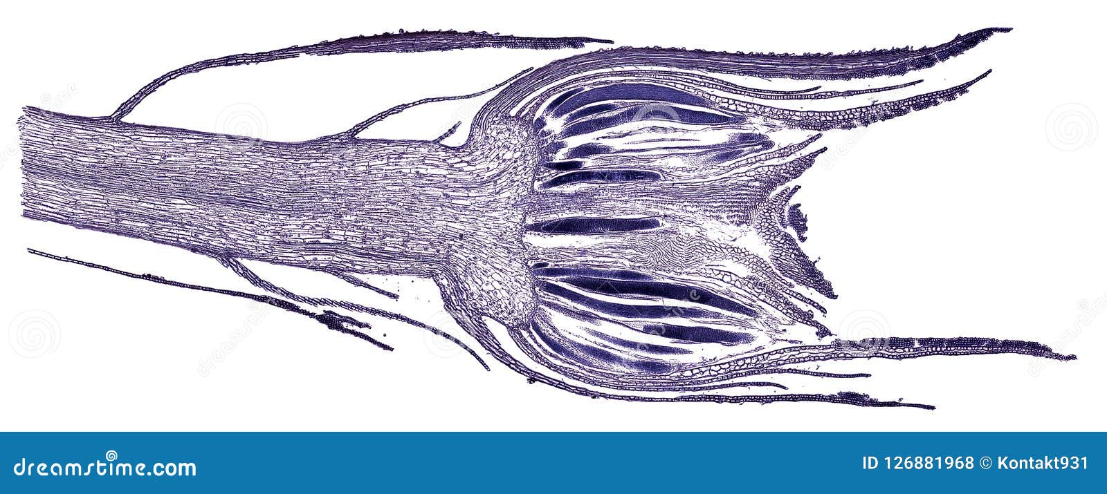 Microscopic Cross Section Cut of Moss Under the Microscope Stock Photo ...