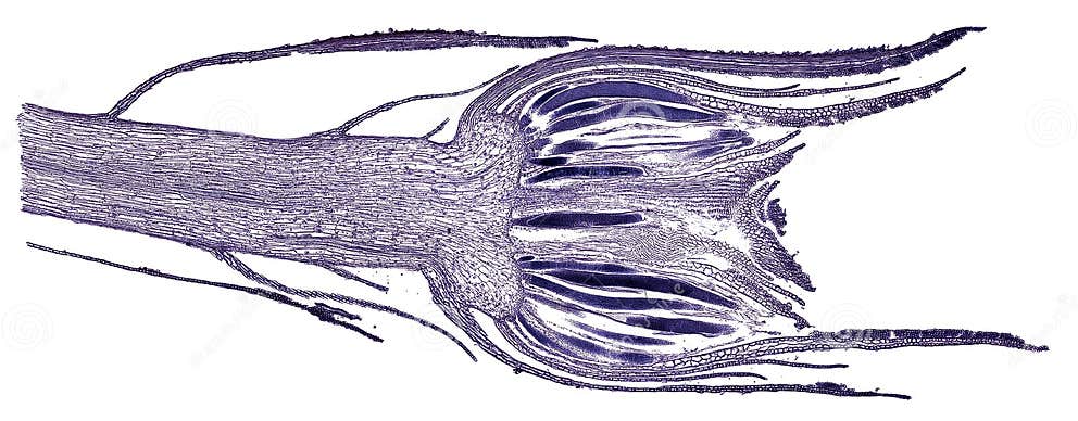 Microscopic Cross Section Cut of Moss Under the Microscope Stock Photo ...