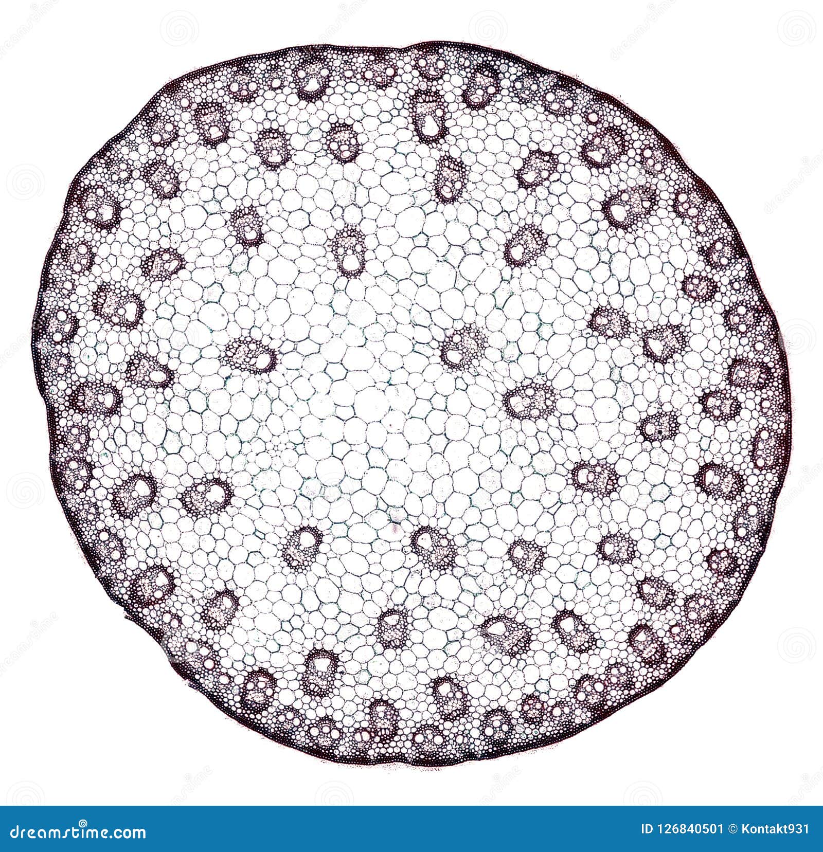 Microscopic Cross Section Cut of a Plant Stem Under the Microscope ... Microscopic Cross Section Cut of a Plant Stem Under the Microscope ...
