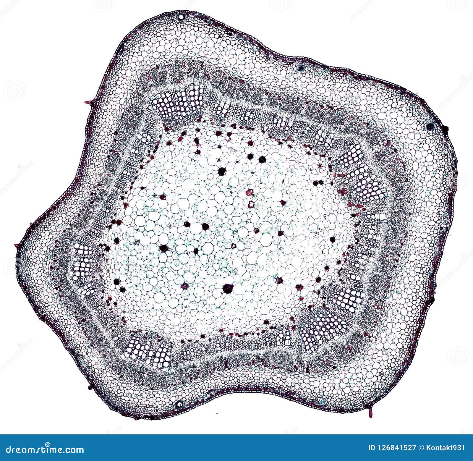 Microscopic Cross Section Cut of a Plant Stem Under the Microscope ...