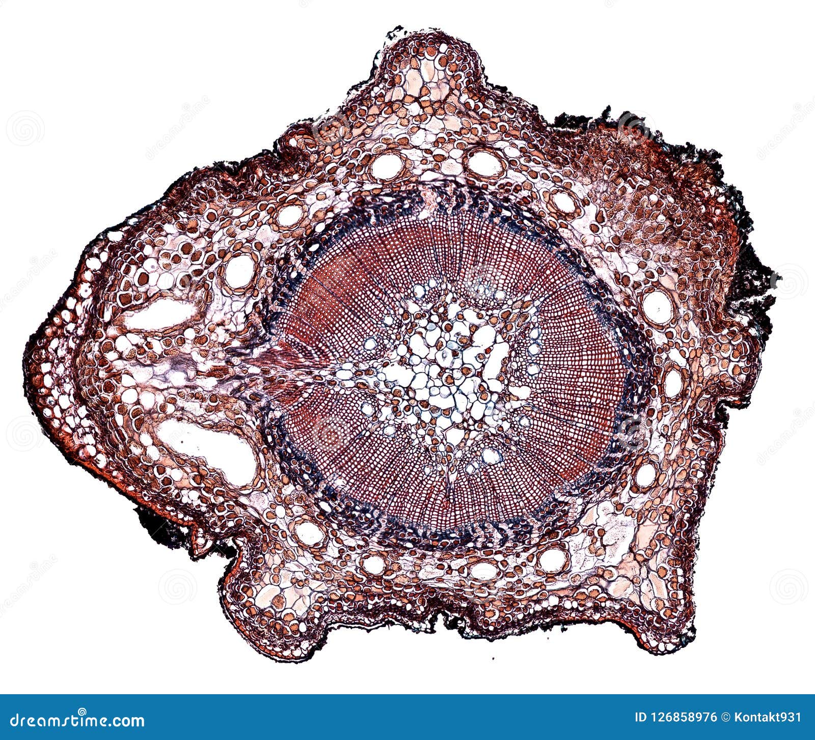 Cross Section Of A Plant Stem Under A Microscope