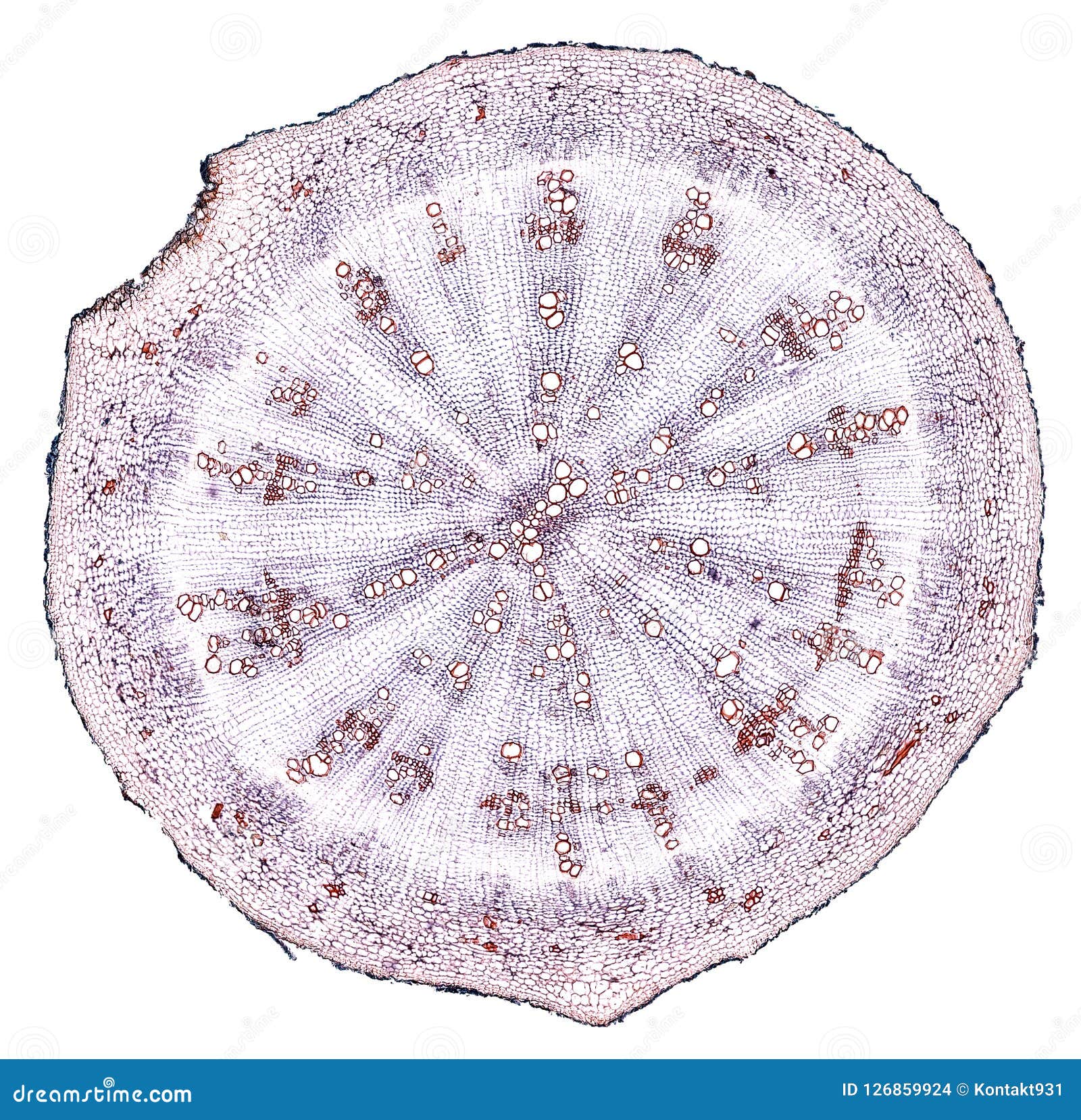 Microscopic Cross Section Cut of a Plant Stem Under the Microscope ...