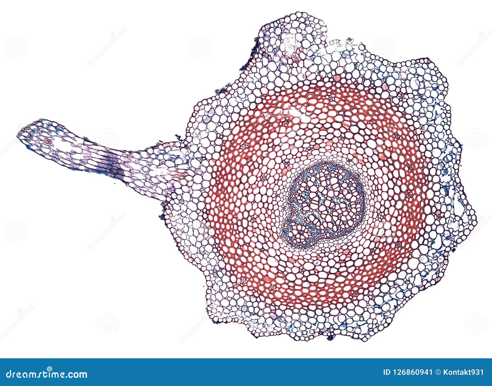 Microscopic Cross Section Cut of a Plant Stem Under the Microscope ...