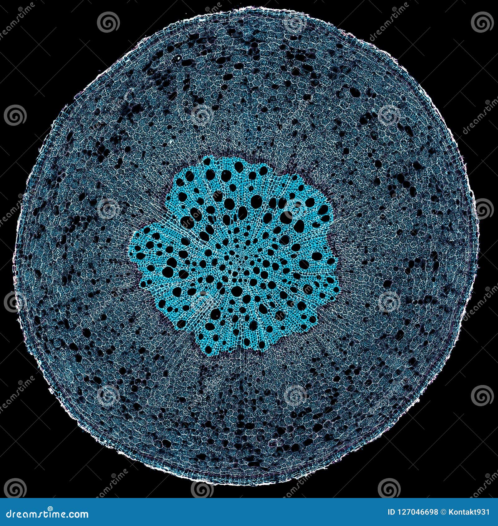 Microscopic Cross Section Cut of a Plant Stem Under the Microscope ...
