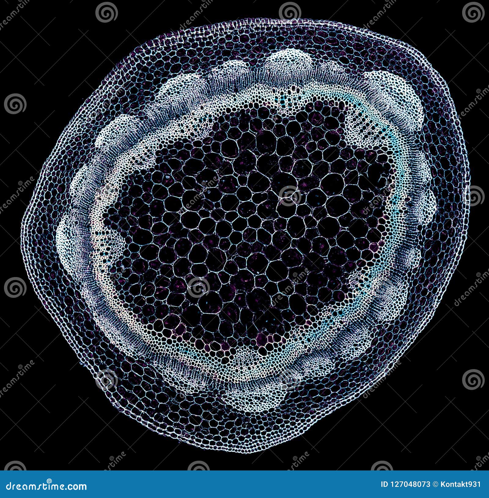 Microscopic Cross Section Cut of a Plant Stem Under the Microscope ...