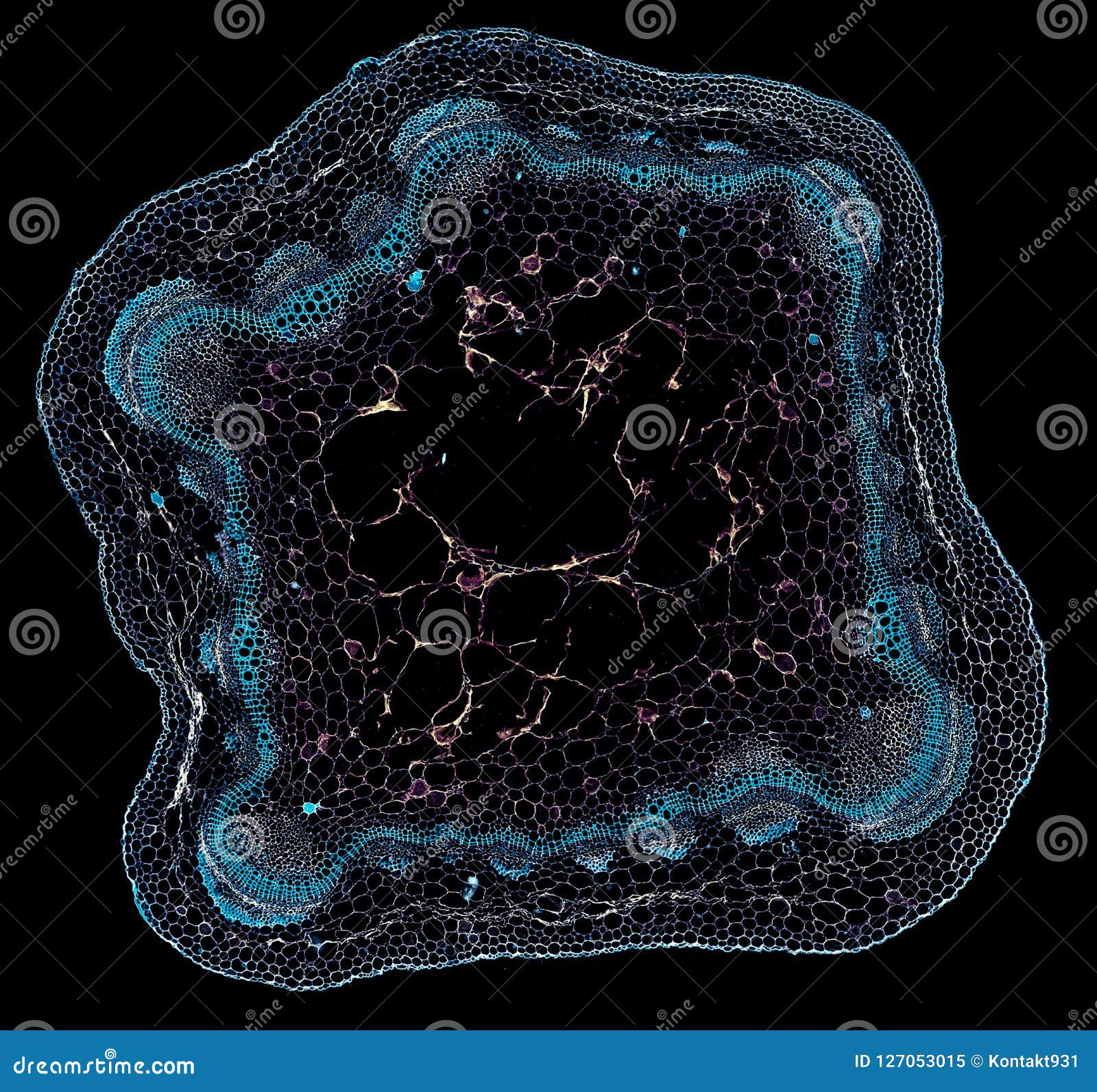 Microscopic Cross Section Cut of a Plant Stem Under the Microscope ...