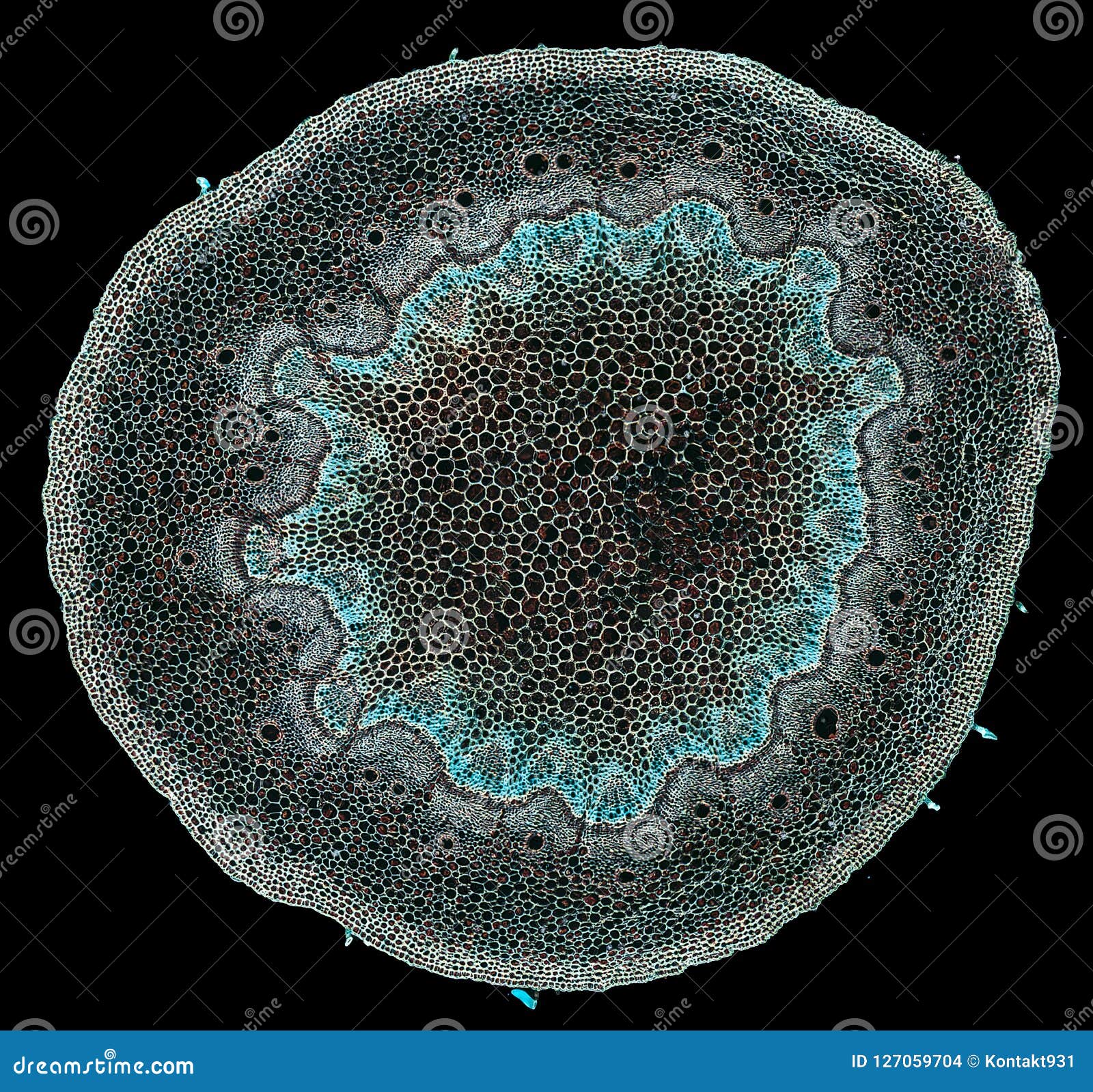 Microscopic Cross Section Cut of a Plant Stem Under the Microscope ...