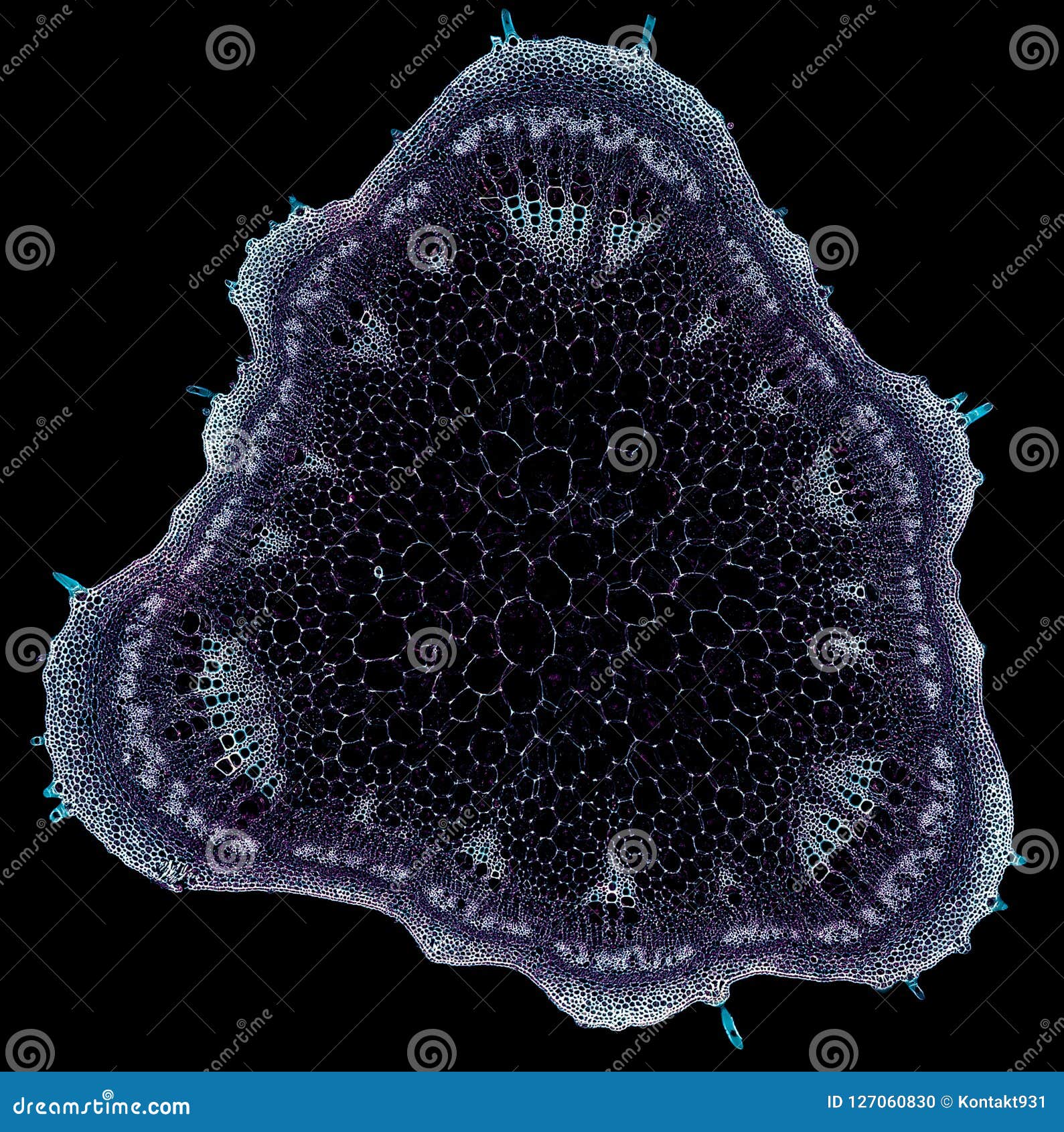 Microscopic Cross Section Cut of a Plant Stem Under the Microscope ...