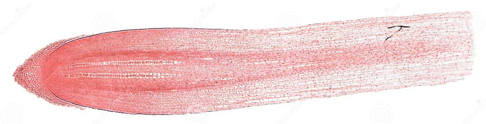 Microscopic Cross Section Cut of a Root Under the Microscope Stock ...