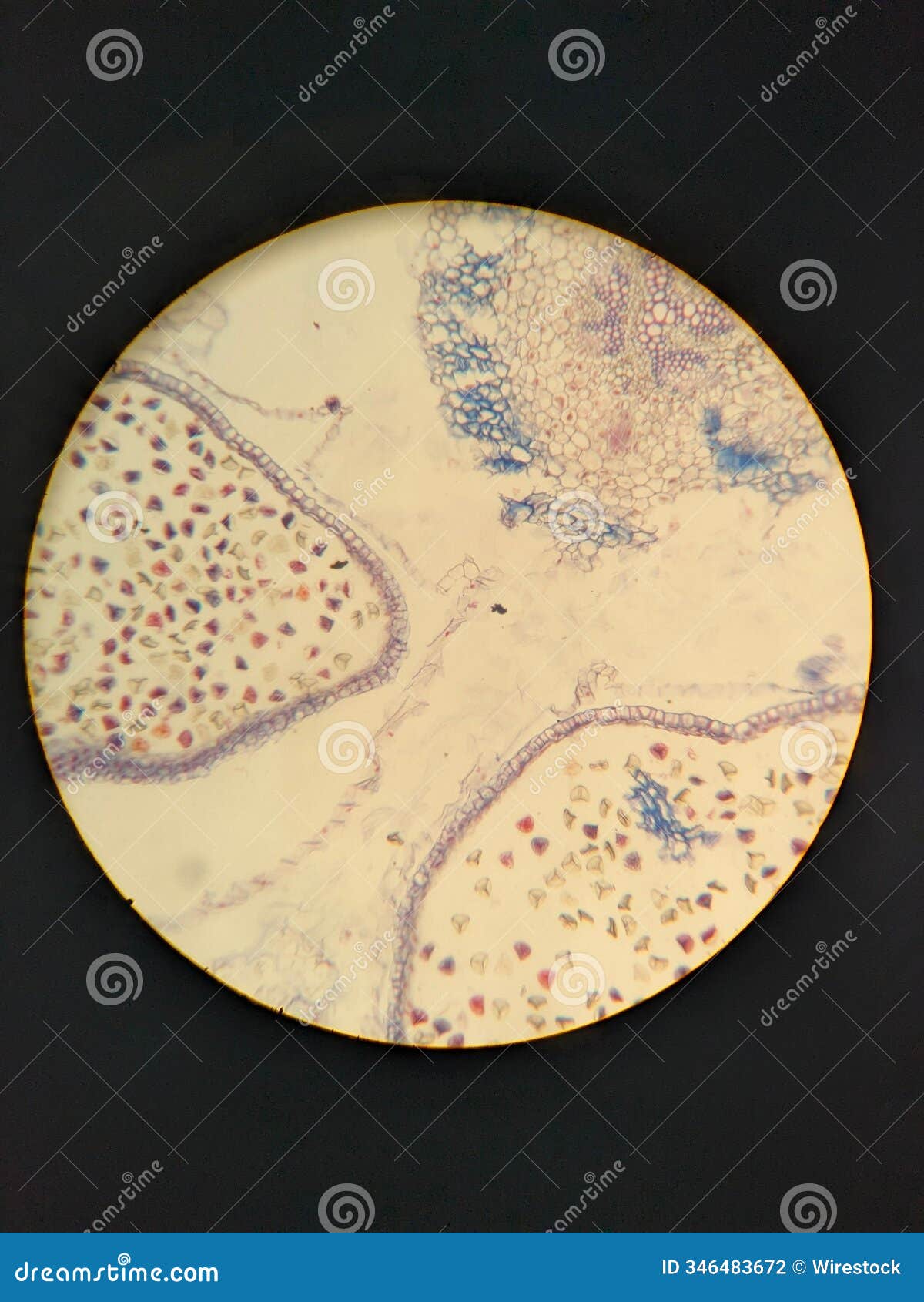 Microscopic View of Plant Cells Stock Illustration - Illustration of ...