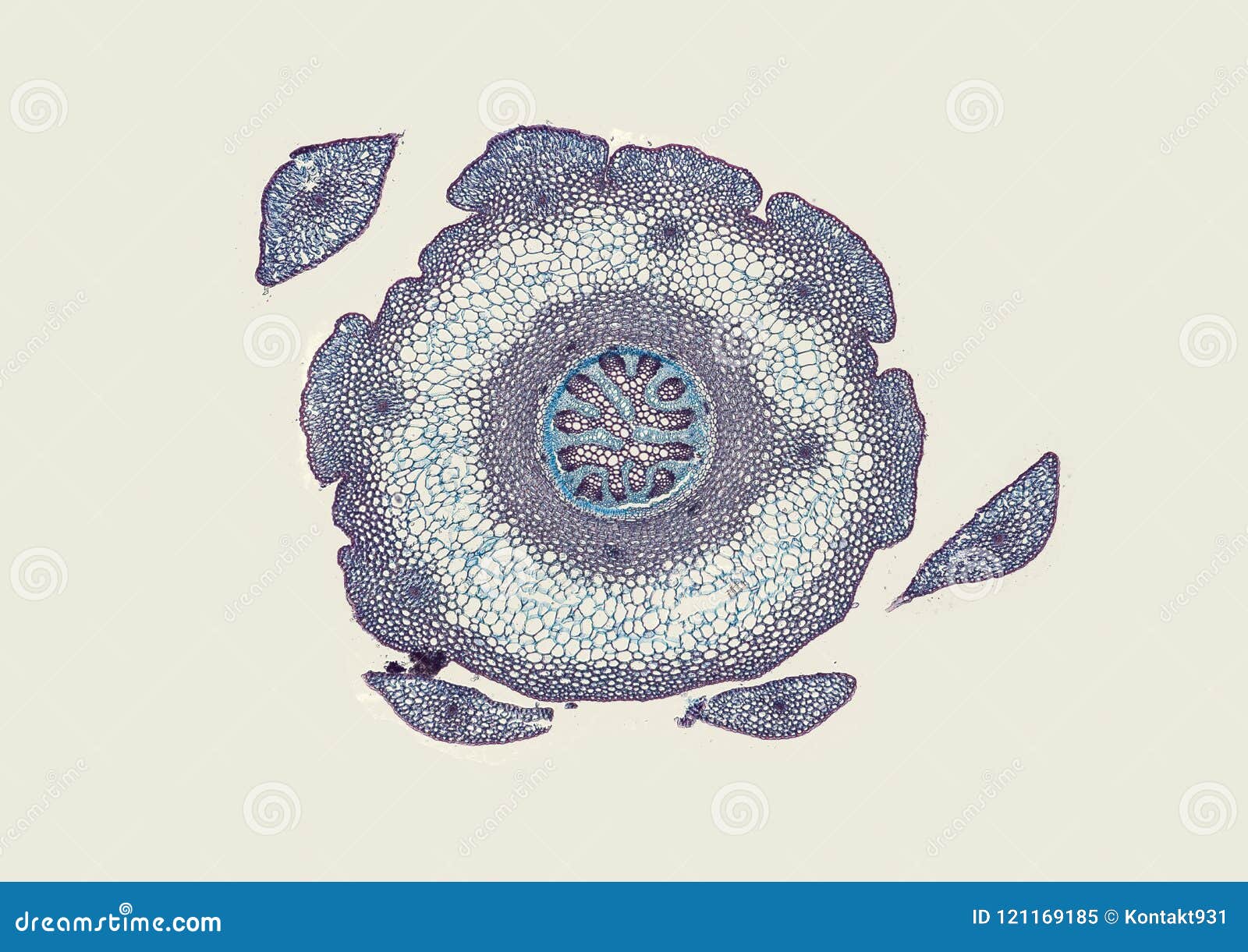 Cross Section Cut of a Plant Stem Under Microscope Stock Image - Image ...