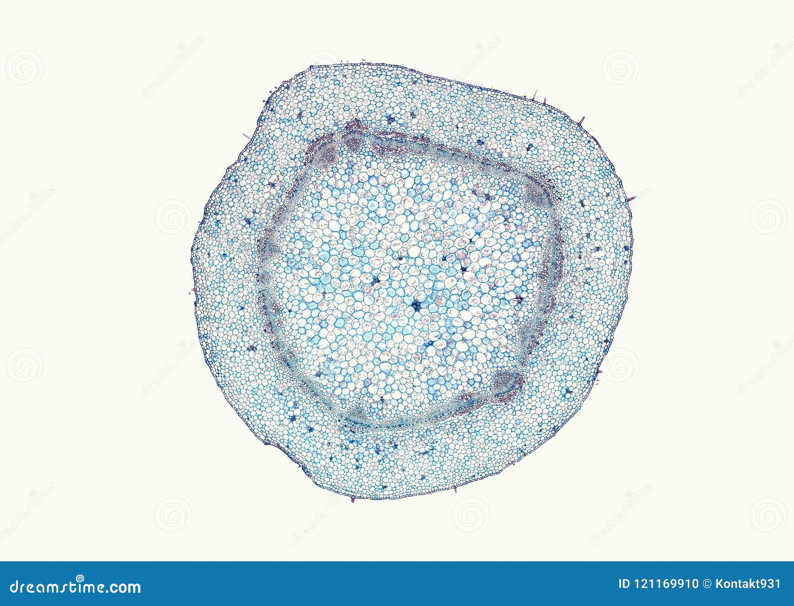 Angiosperm Cross Section Tissue