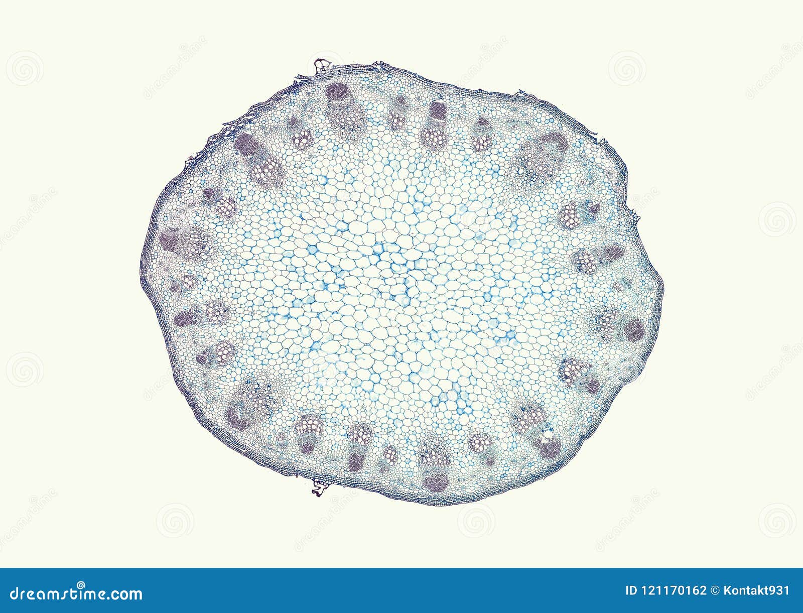 Plant Stem Cross Section