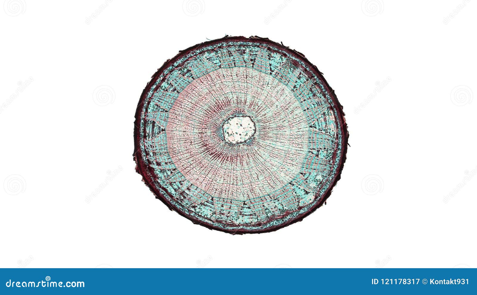 Cross Section Cut of a Plant Stem Under Microscope Stock Image - Image ...