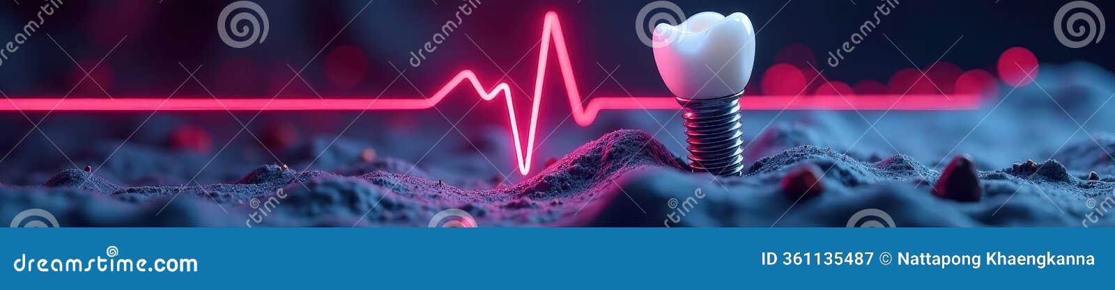 Dental Development: Tooth Structure, Nerve, A Visible Cartilaginous ...