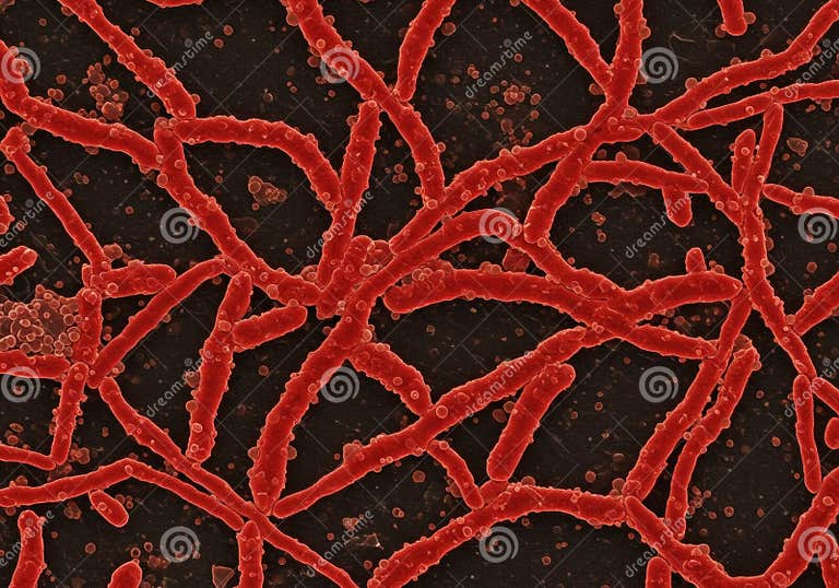 Microscopic View of Red Bacteria Filaments on Dark Background Stock ...