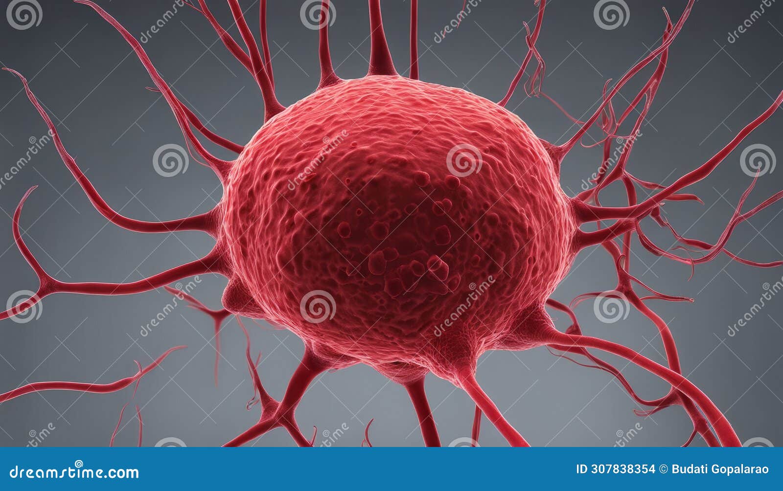 Microscopic View Of A Red Blood Cell With A Network Of Capillaries ...