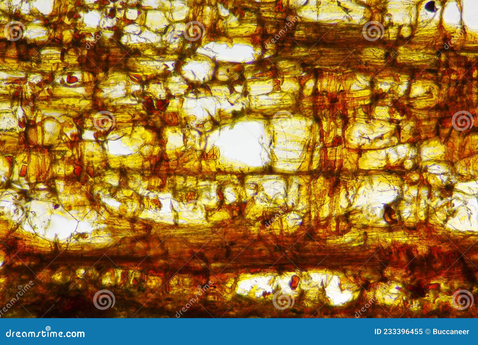 Microscopic View of Scots Pine Pinus Sylvestris Bark Section Stock ...