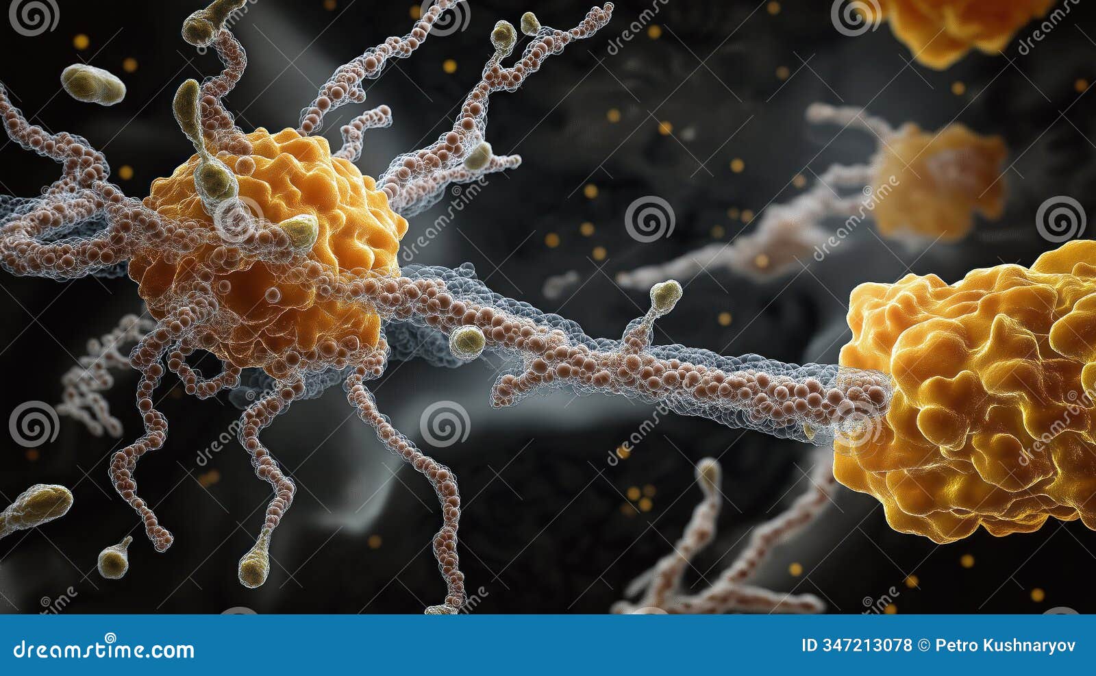 Microscopic View Shows Dynamic Protein Crosslinking. Actin, Spectrin ...