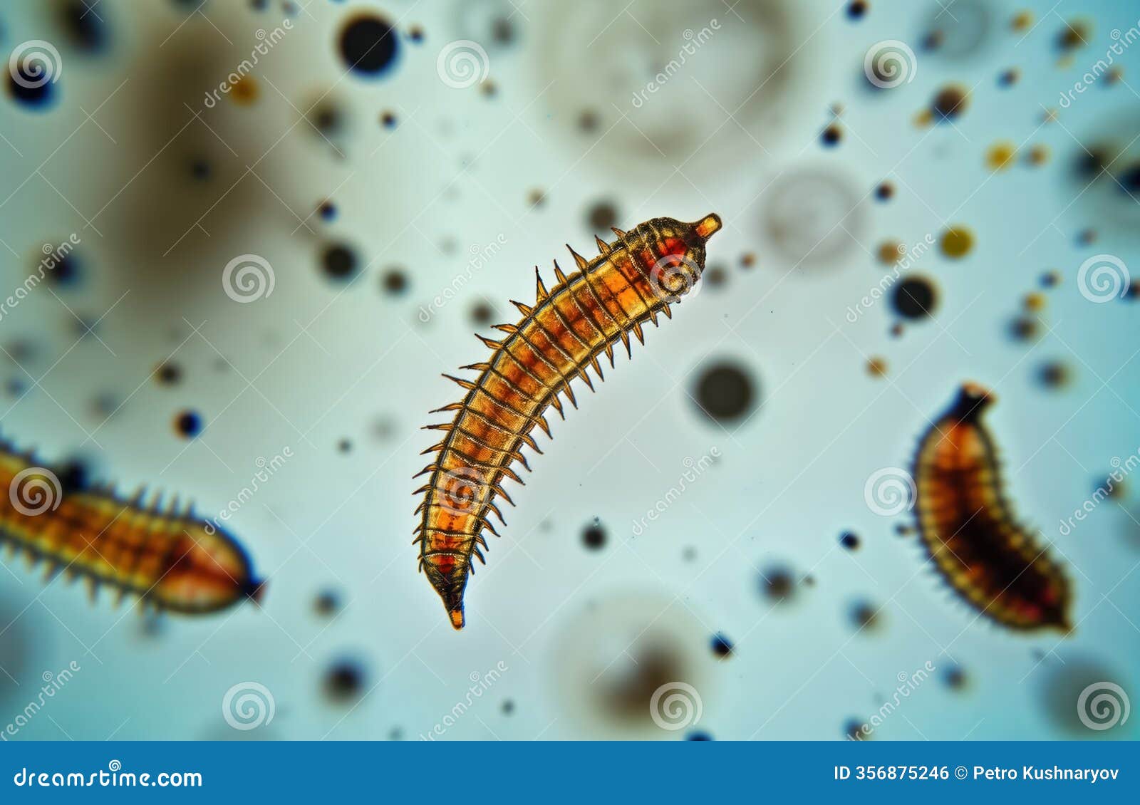 Microscopic View of Soil Microorganisms in Compost from Regenerative ...