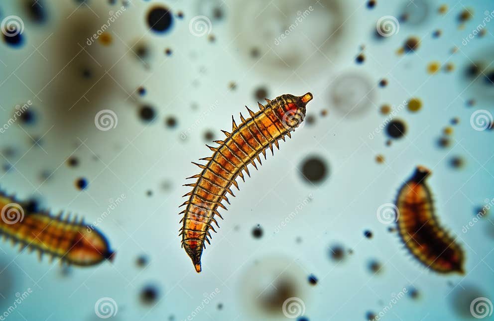 Microscopic View of Soil Microorganisms in Compost from Regenerative ...