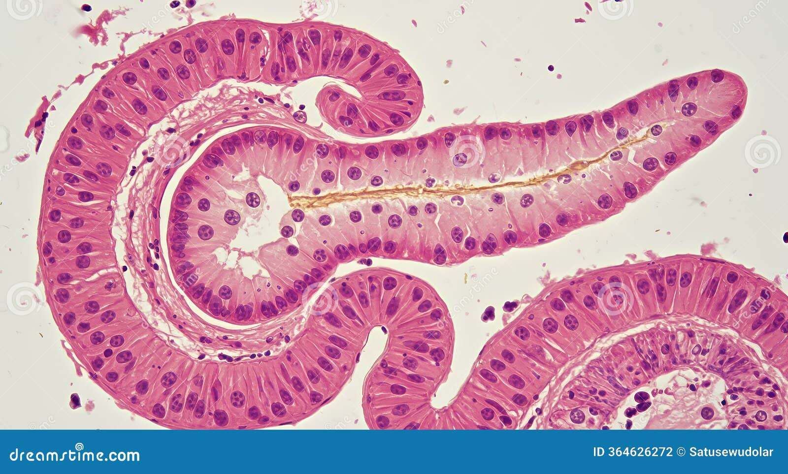 A Microscopic View Of A Stained Tissue Cross Section Stock Photography ...