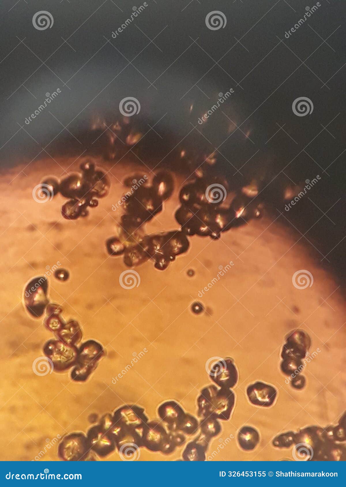 Starch Granules Viewed Under Light Microscope Stock Image - Image of ...