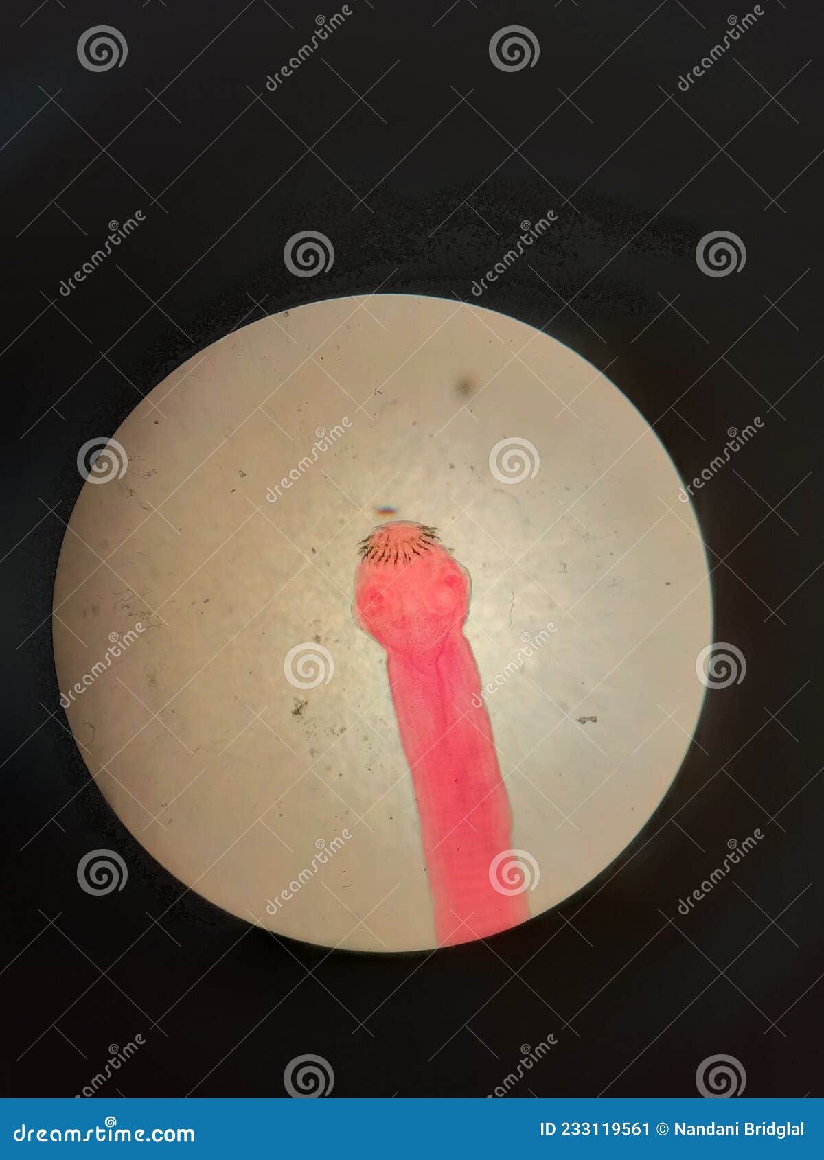 Microscopic View of Tapeworm Stock Image - Image of head, pink: 233119561