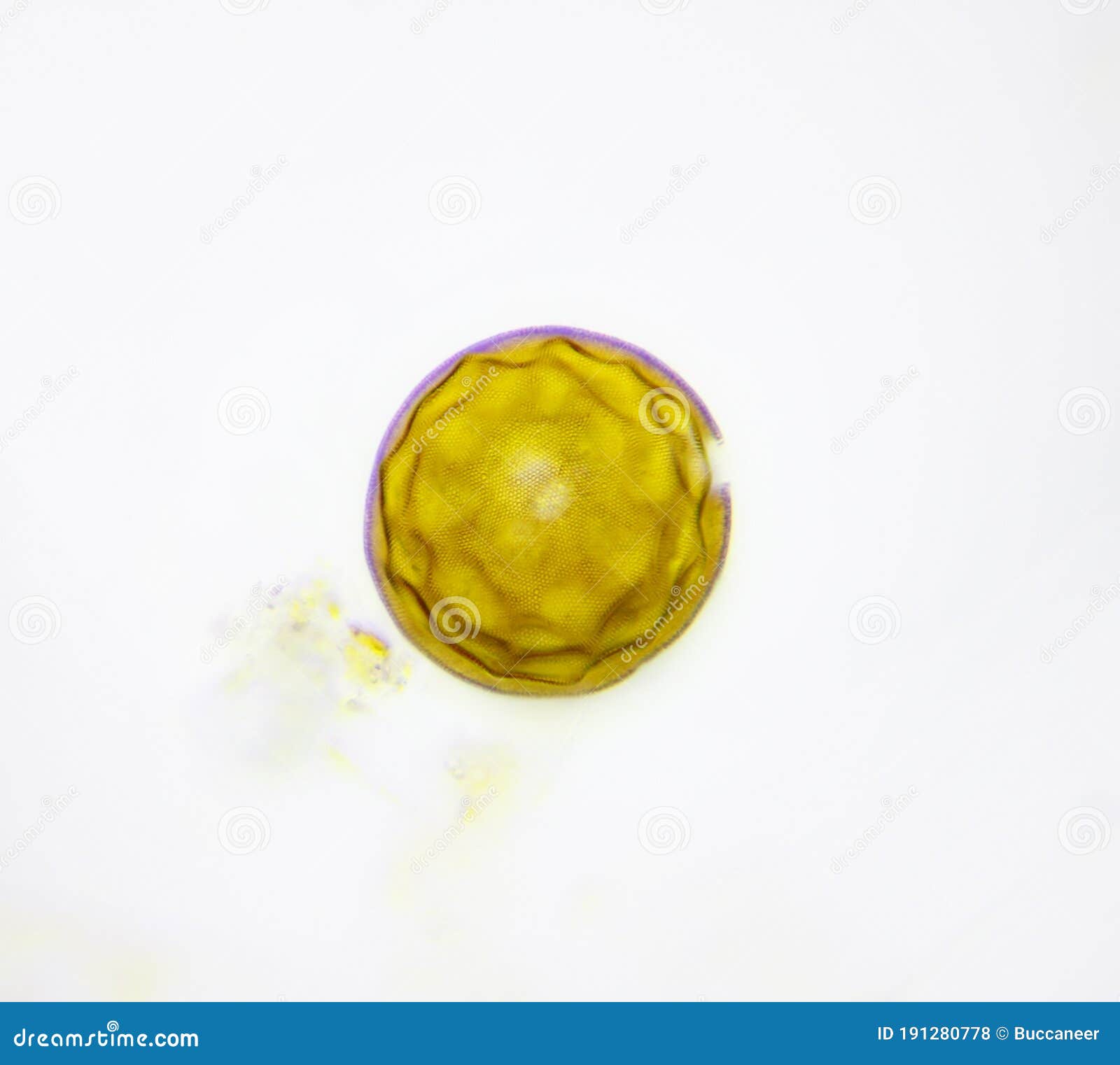 Microscopic View of Testate Amoeba Arcella Shell Stock Photo - Image of ...