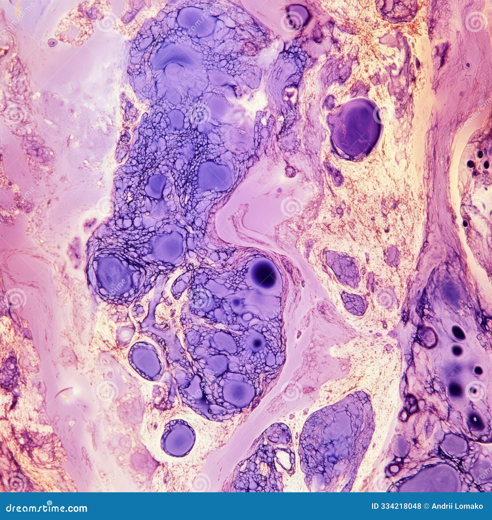 Microscopic View of Tissue Samples Showing Cellular Structures and ...