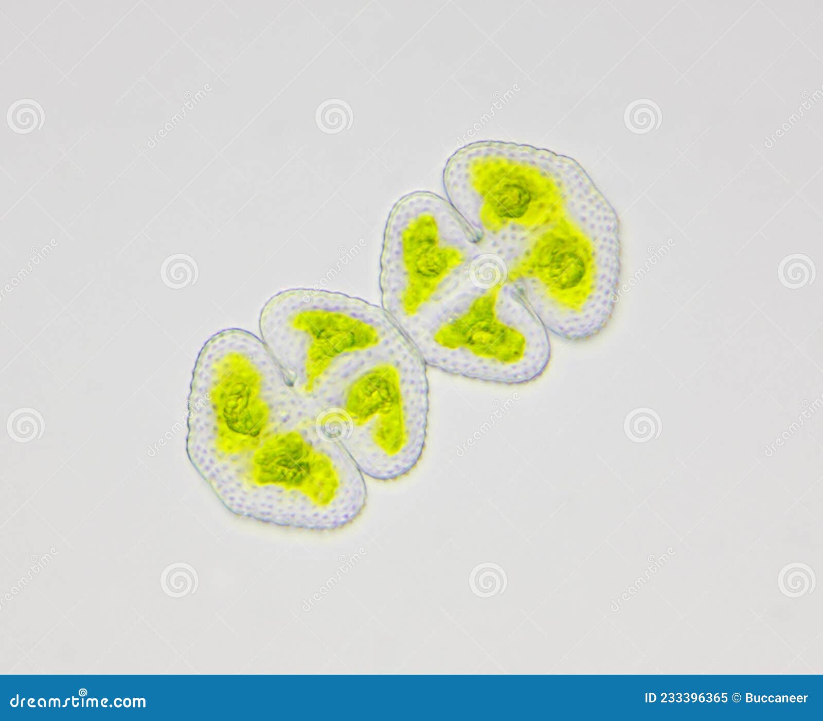 Microscopic View of Two Green Algae Cosmarium Stock Image - Image of ...
