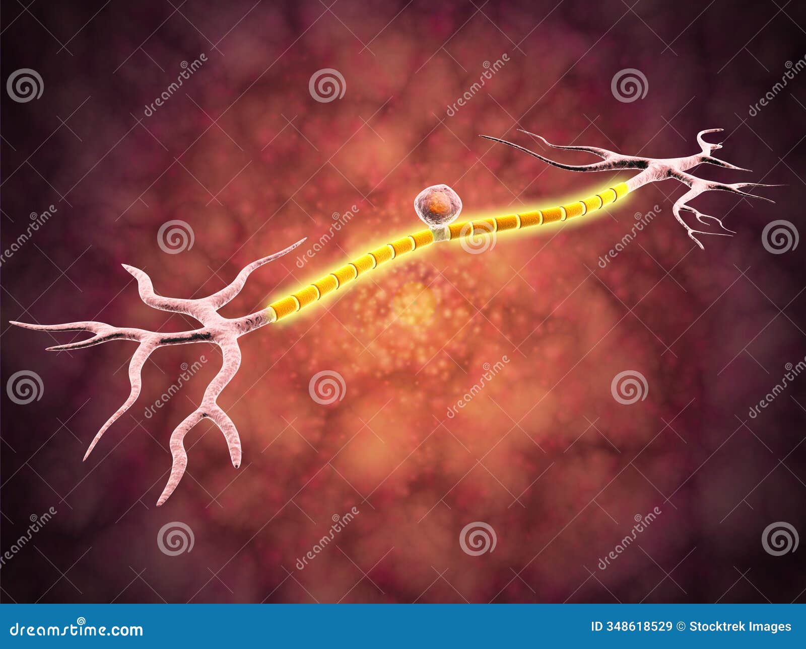 Anatomy Structure of Neurons. Stock Illustration - Illustration of ...