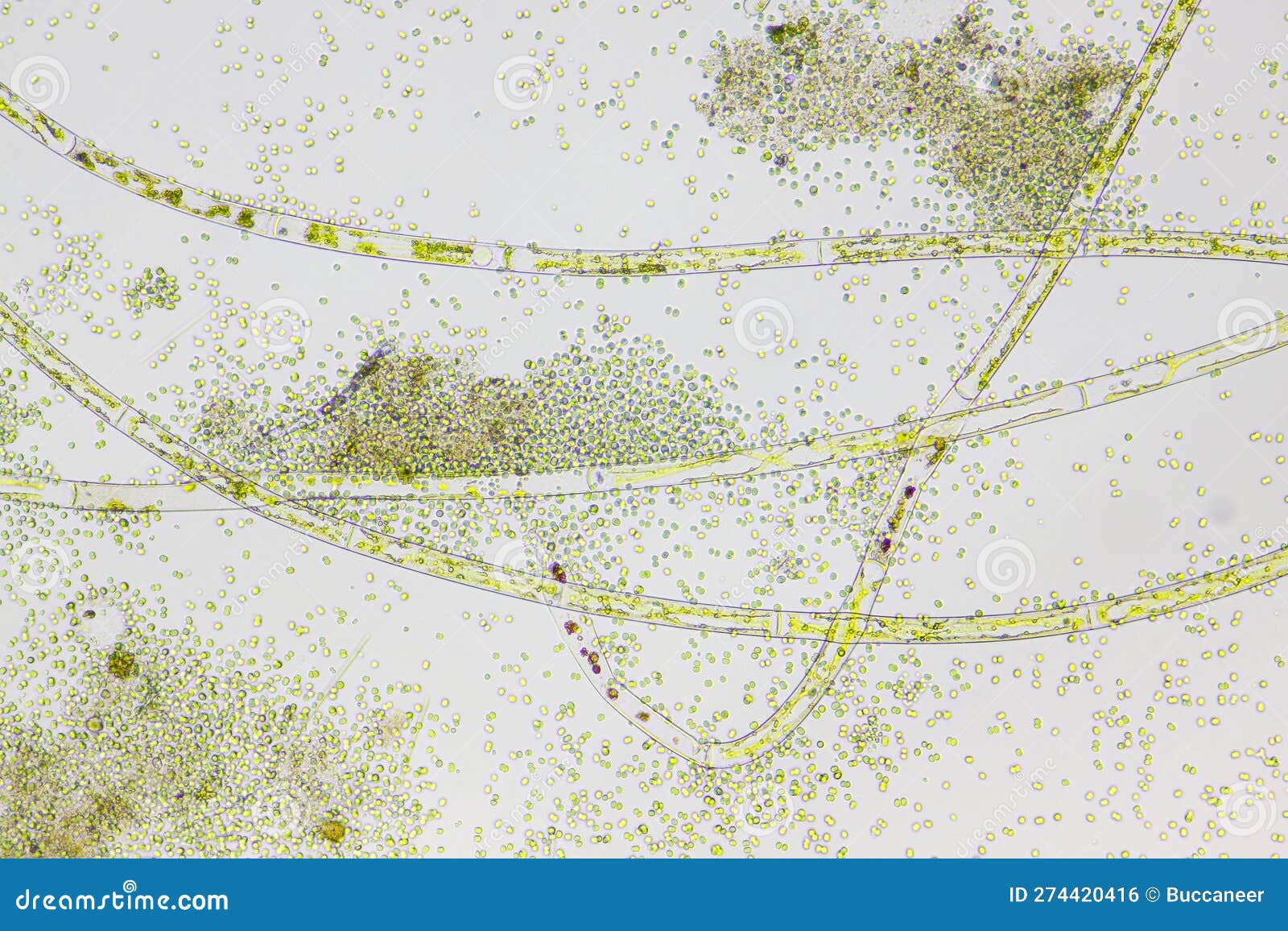 Freshwater Algae / Moss In The Pond Royalty-Free Stock Photo ...