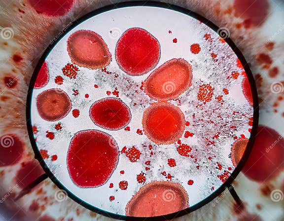 A Microscopic View of a Vibrant, Organic Pattern, with a Mesmerizing ...