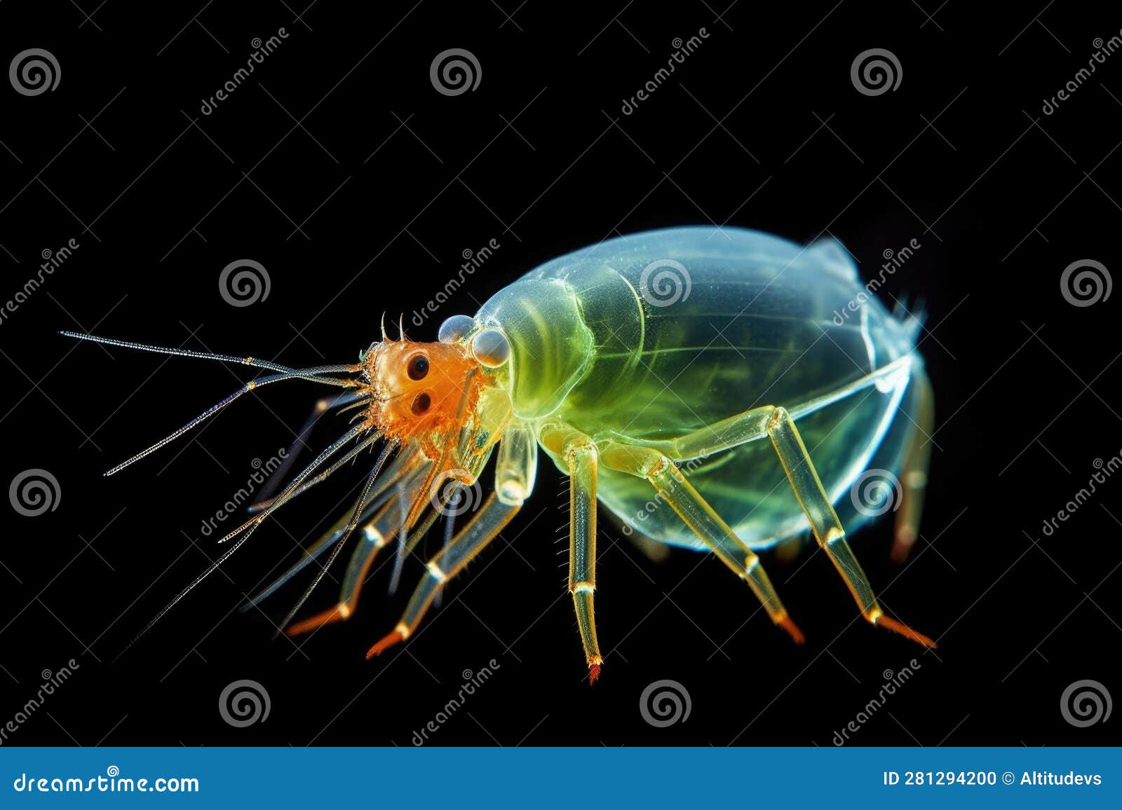 Microscopic View of a Water Flea Daphnia in Habitat Stock Illustration ...