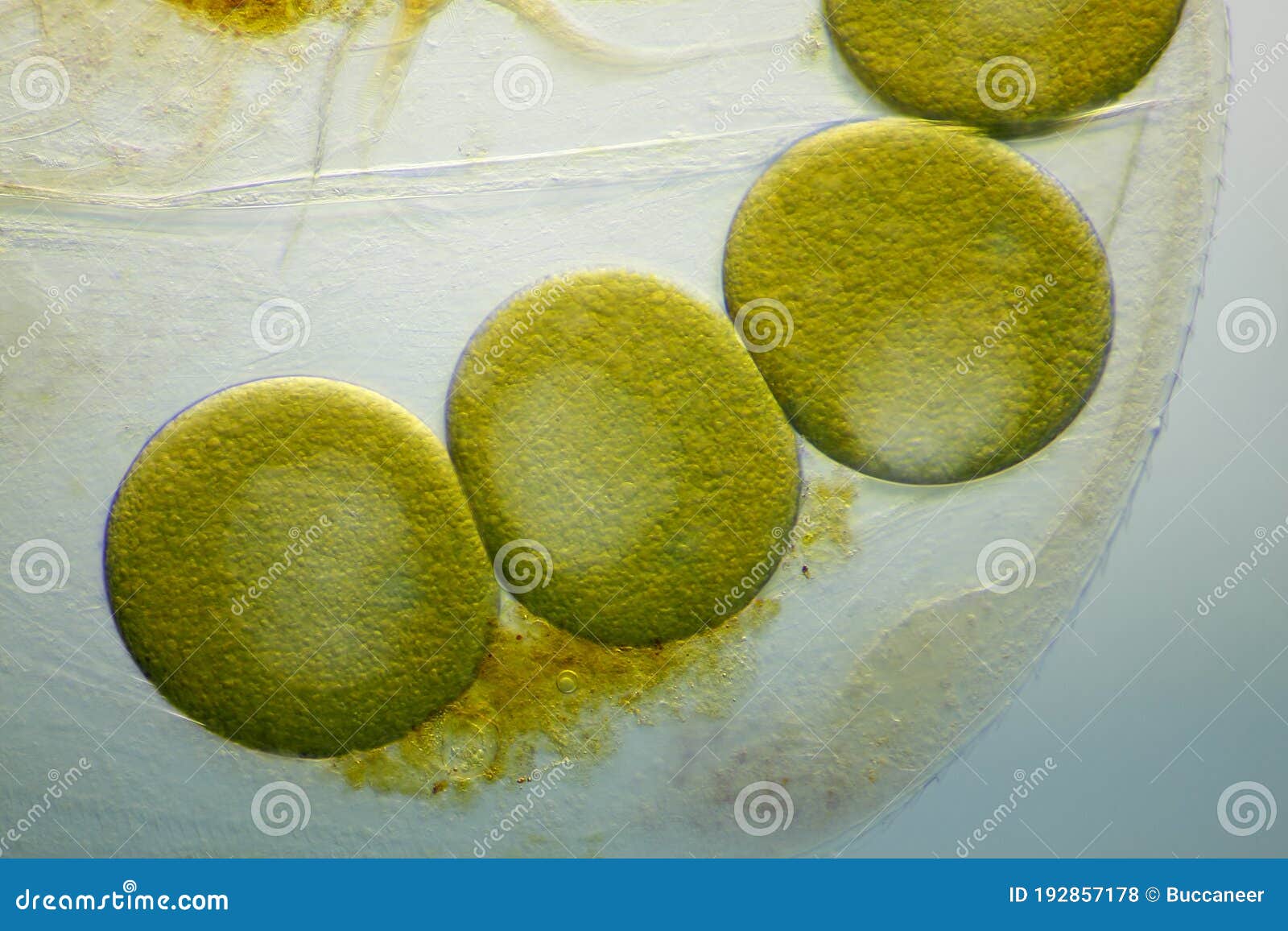 Water Flea Daphnia Magna Is A Small Planktonic Crustacean Under ...