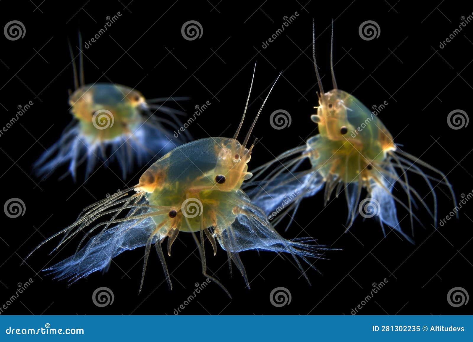 Microscopic View of Water Fleas Daphnia in Their Habitat Stock ...